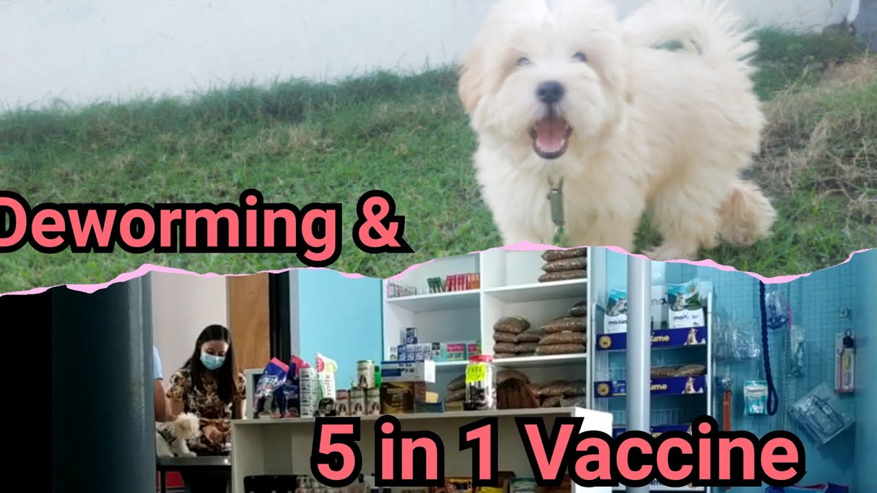 Deworming & 5 in 1 Vaccine 💉💉|Parvovirus Away| 2nd shot| - YouTube