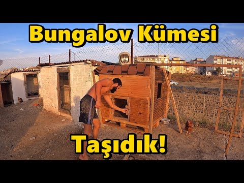 Güvercinlerin Yeni Kümesi!-Kokoyu Köpek Kovalıyor!#Kümes#Tavuk#Civciv#Güvercin#Horoz#Hindi