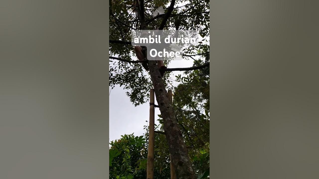 Ambil durian ochee yang mateng pohon dan langsung dimakan - YouTube