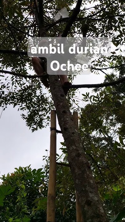 Ambil durian ochee yang mateng pohon dan langsung dimakan - YouTube