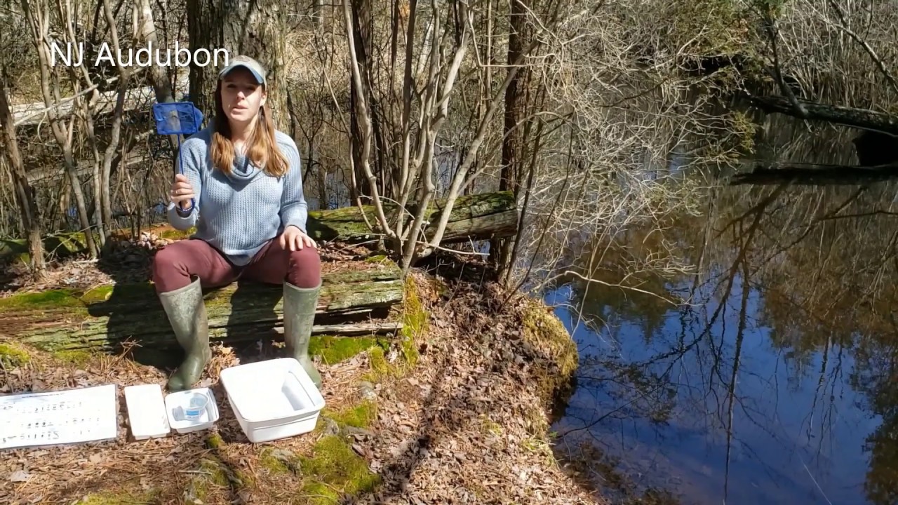 Aquatic Macroinvertebrate Sampling - YouTube