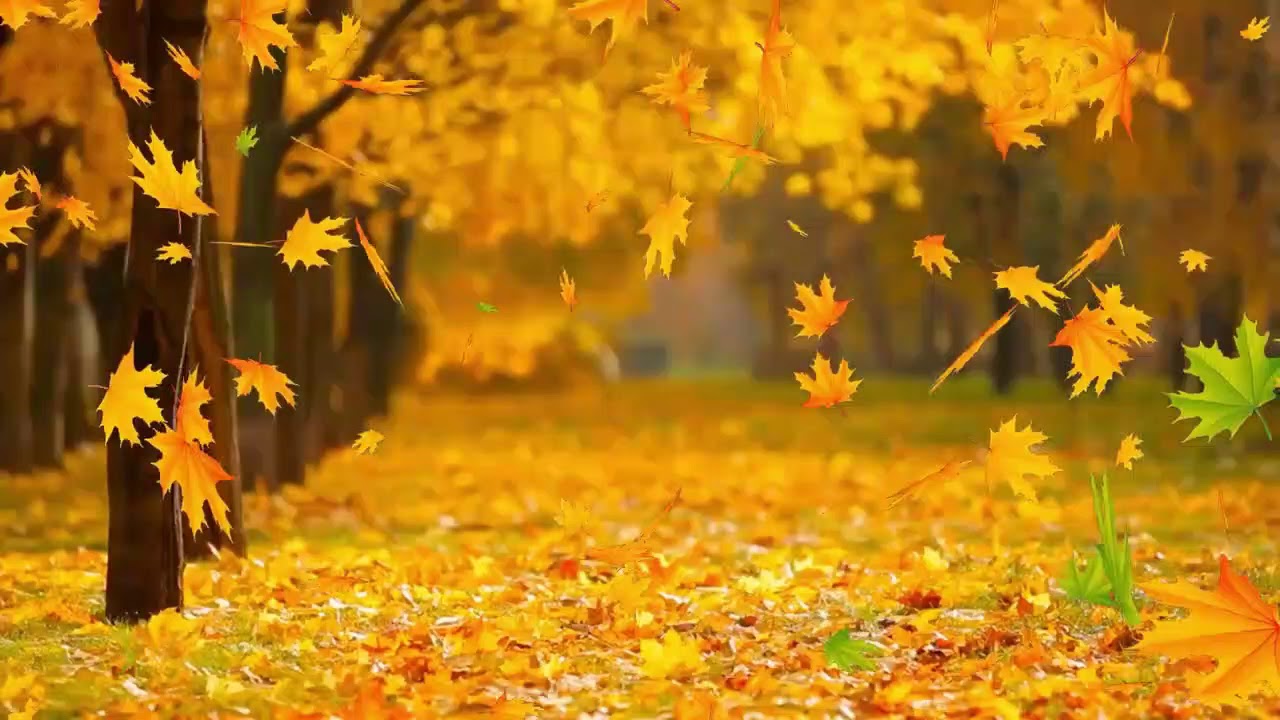 4 hours Autumn Leaves Falling Fall Season Natural Screen Saver Relaxing ...