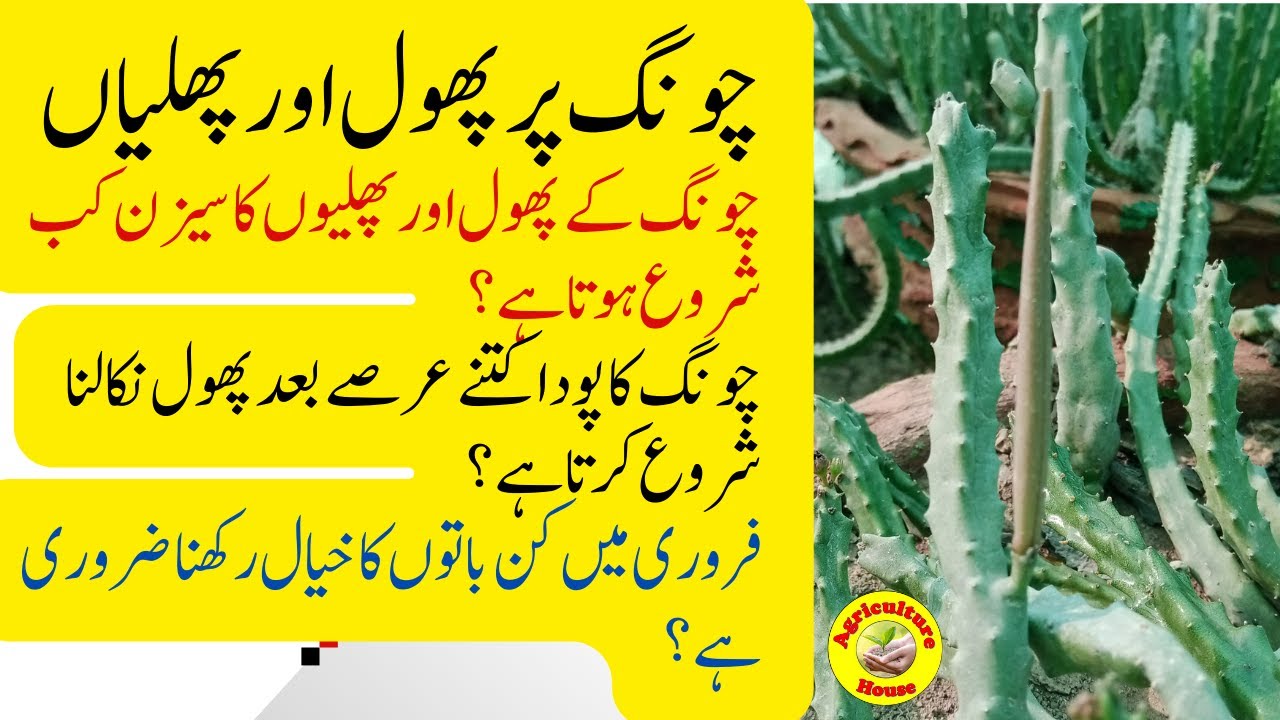 Caralluma tuberculata Flowering and Seed Formation Season/ چونگ میں ...