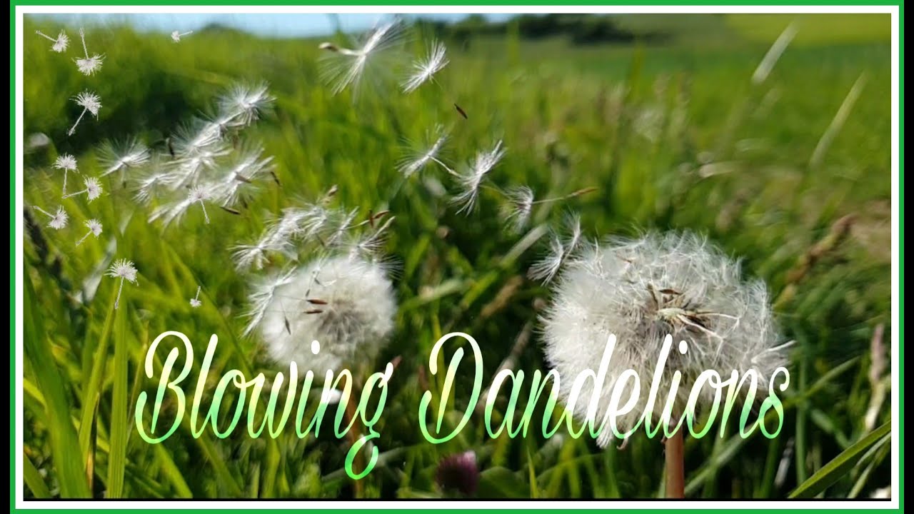 blowing dandelions - YouTube