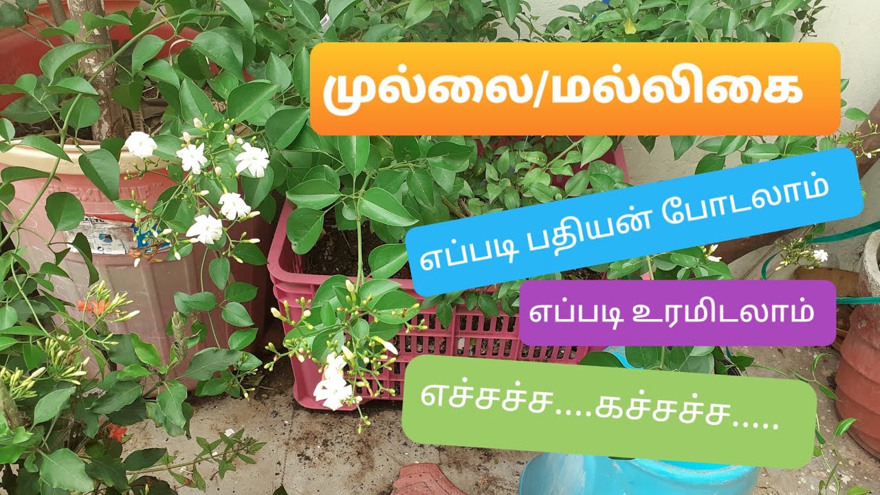 MULLAI Poo Plant Growing Tips in Tamil||Mullai poo plant detailed study ...
