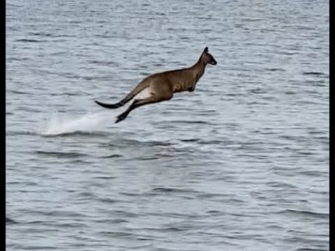 Kangaroo hopping on water - YouTube