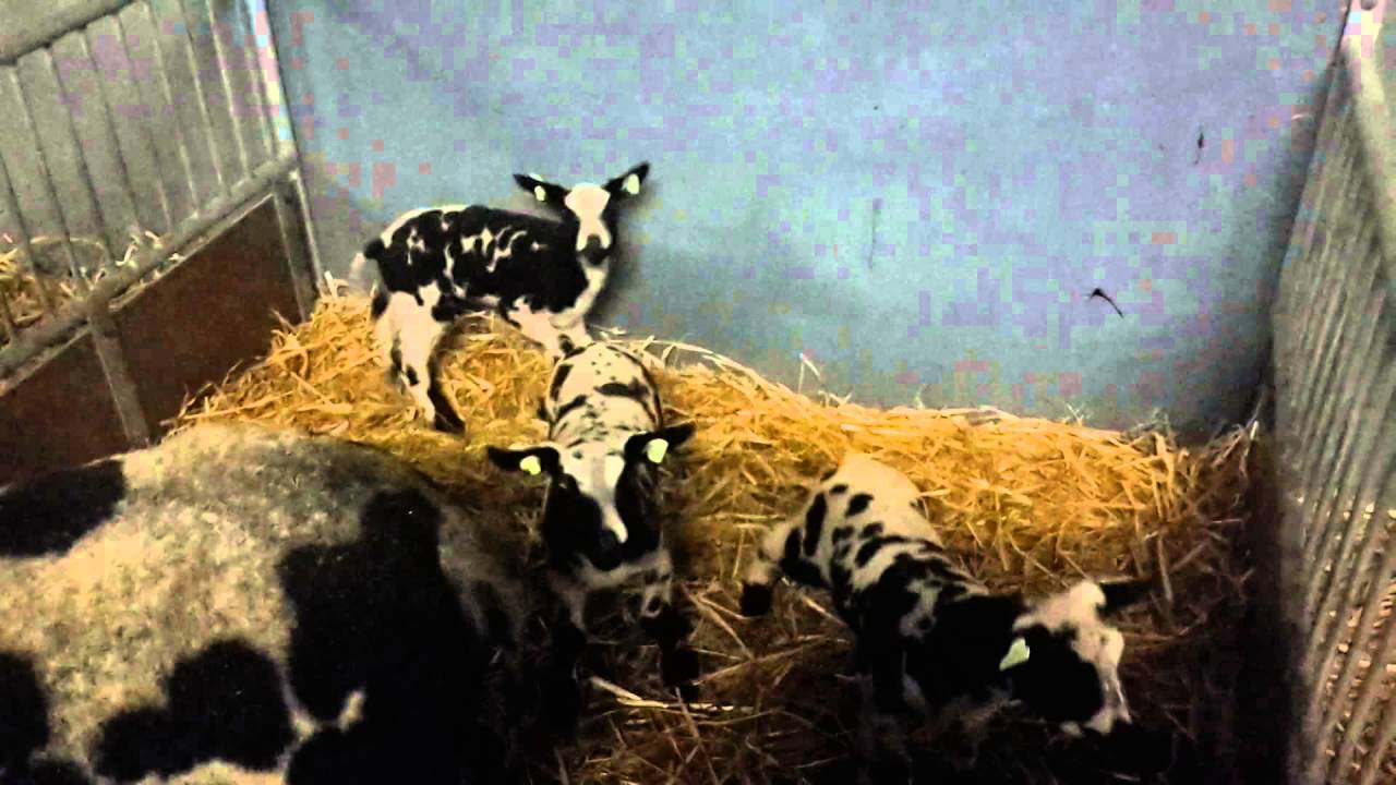 Dutch Spotted Sheep - YouTube