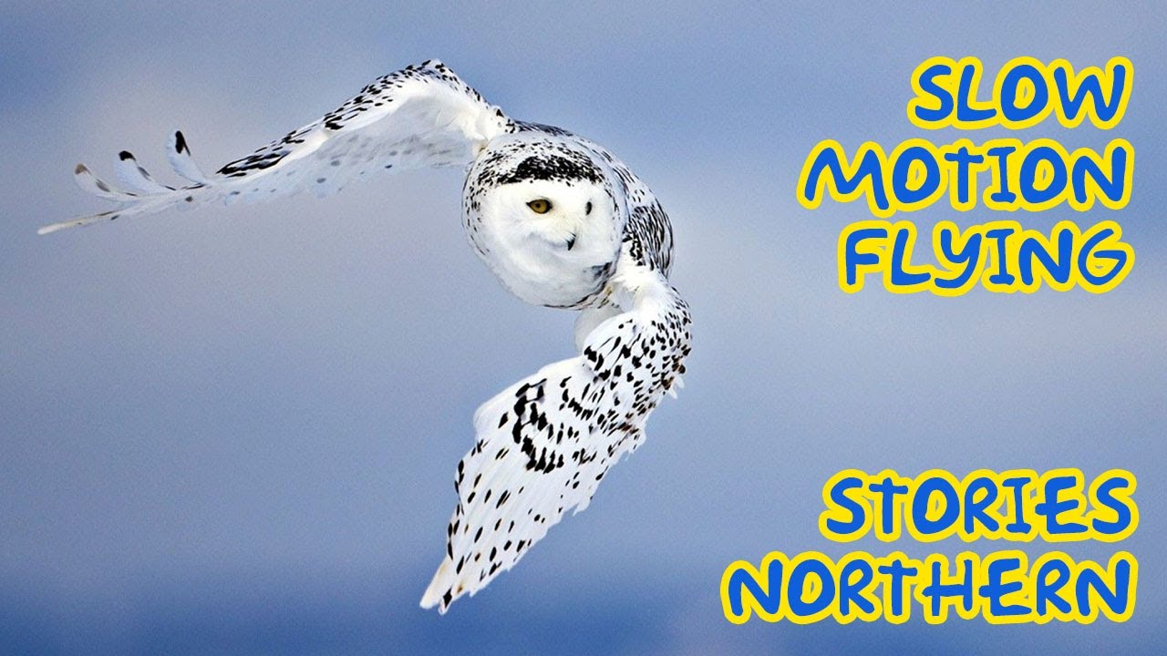 Slow motion flying - YouTube