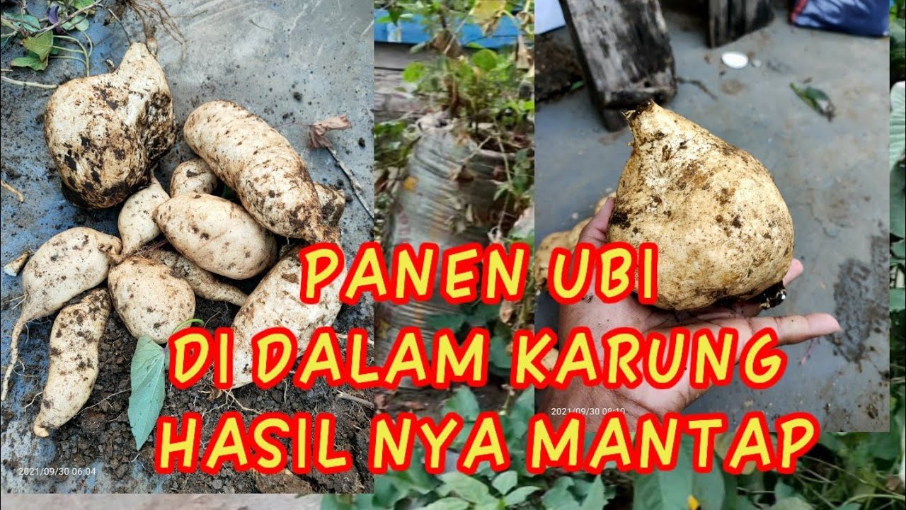 PANEN UBI Di DALAM KARUNG UBI UMUR 3 BULAN HASIL NYA MANTAP 😅 - YouTube