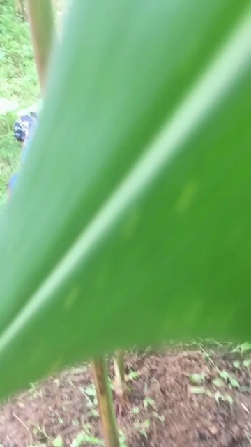 estai ho Gau Ghar t mast kam garni basni #nature #gaule #keepsupporting ...