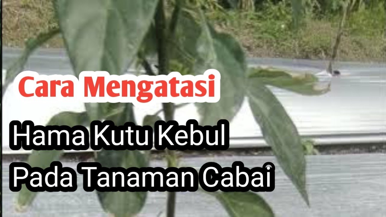 Cara Mengatasi Hama Kutu Kebul pada Tanaman Cabai Dengan Tepat - YouTube