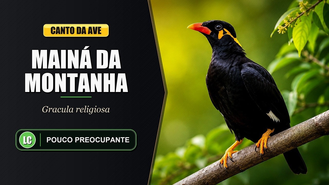 Canto do Mainá da Montanha | Common Hill Myna | Gracula Religiosa - YouTube