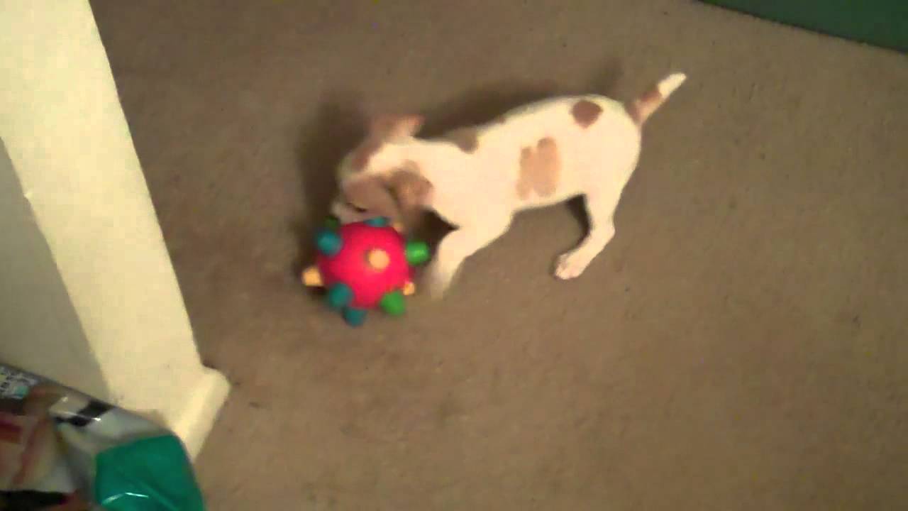 Baby Pickles - YouTube