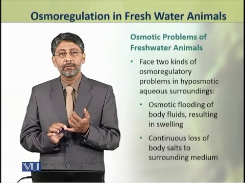 Osmoregulation in Fresh Water Animals | Animal Physiology and Behavior ...