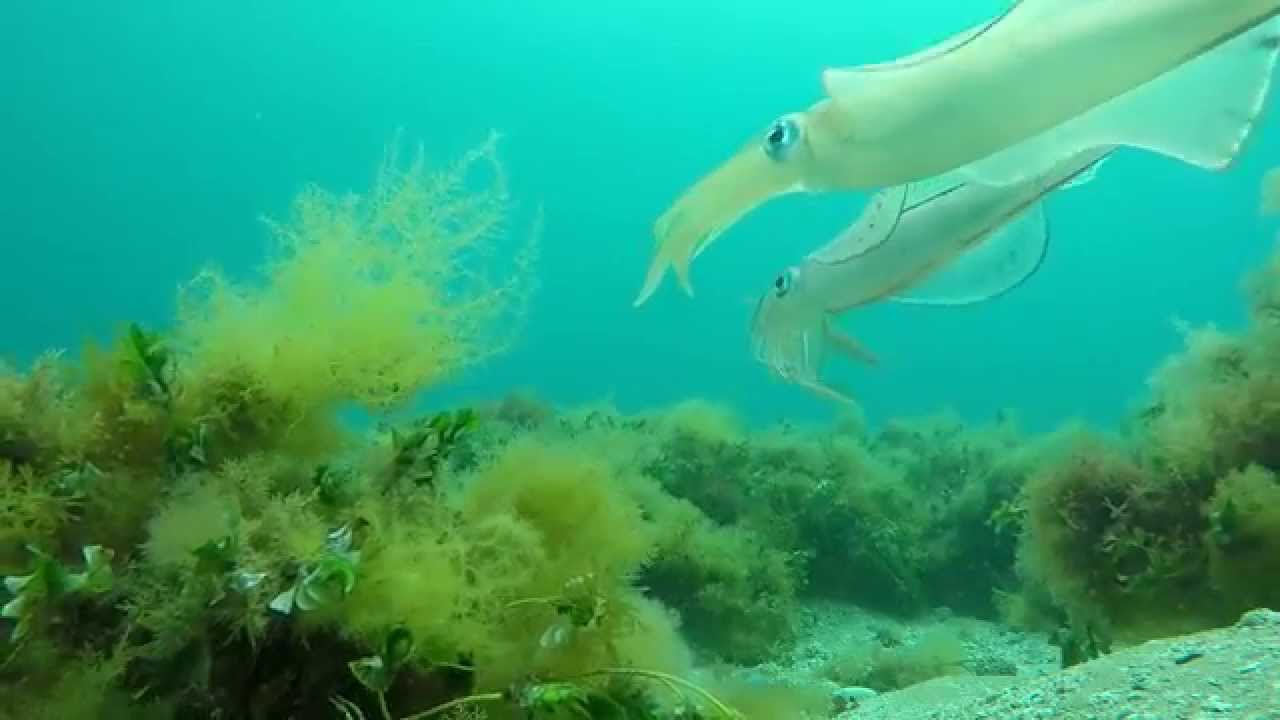 Calamari Squid Slow Dancing. - YouTube
