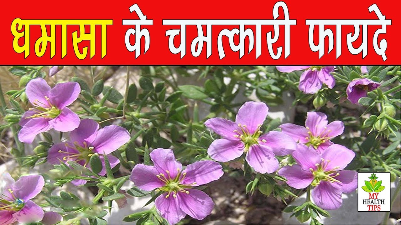 धमासा बूटी के चमत्कारी फायदे/ benefits of dhamasa - YouTube