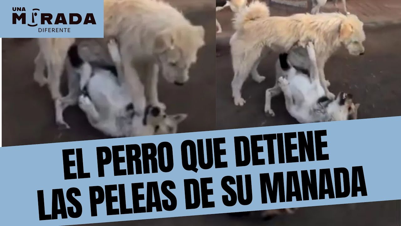 El perro alfa que se volvió viral por detener peleas como todo un líder ...