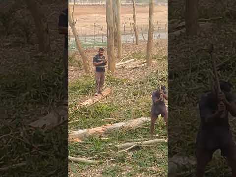 apna kam tree kating jashpur sanna - YouTube