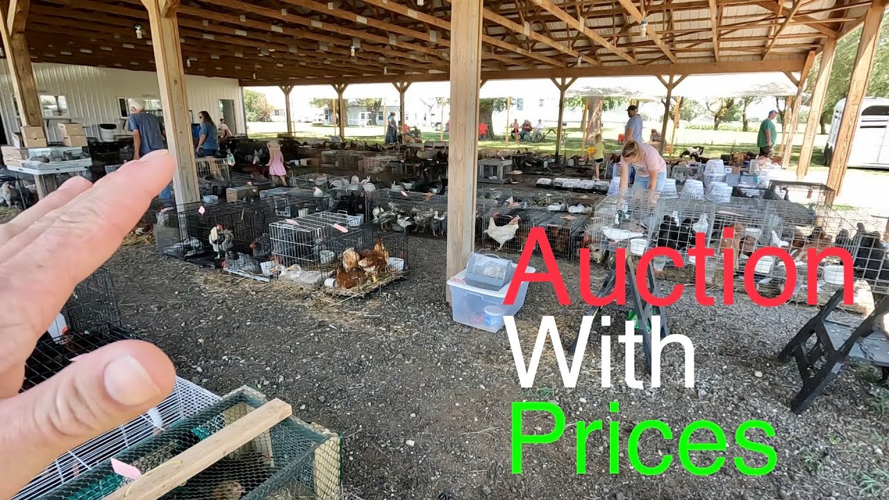 Did I Find a Deal at the Amish Animal Auction? - YouTube