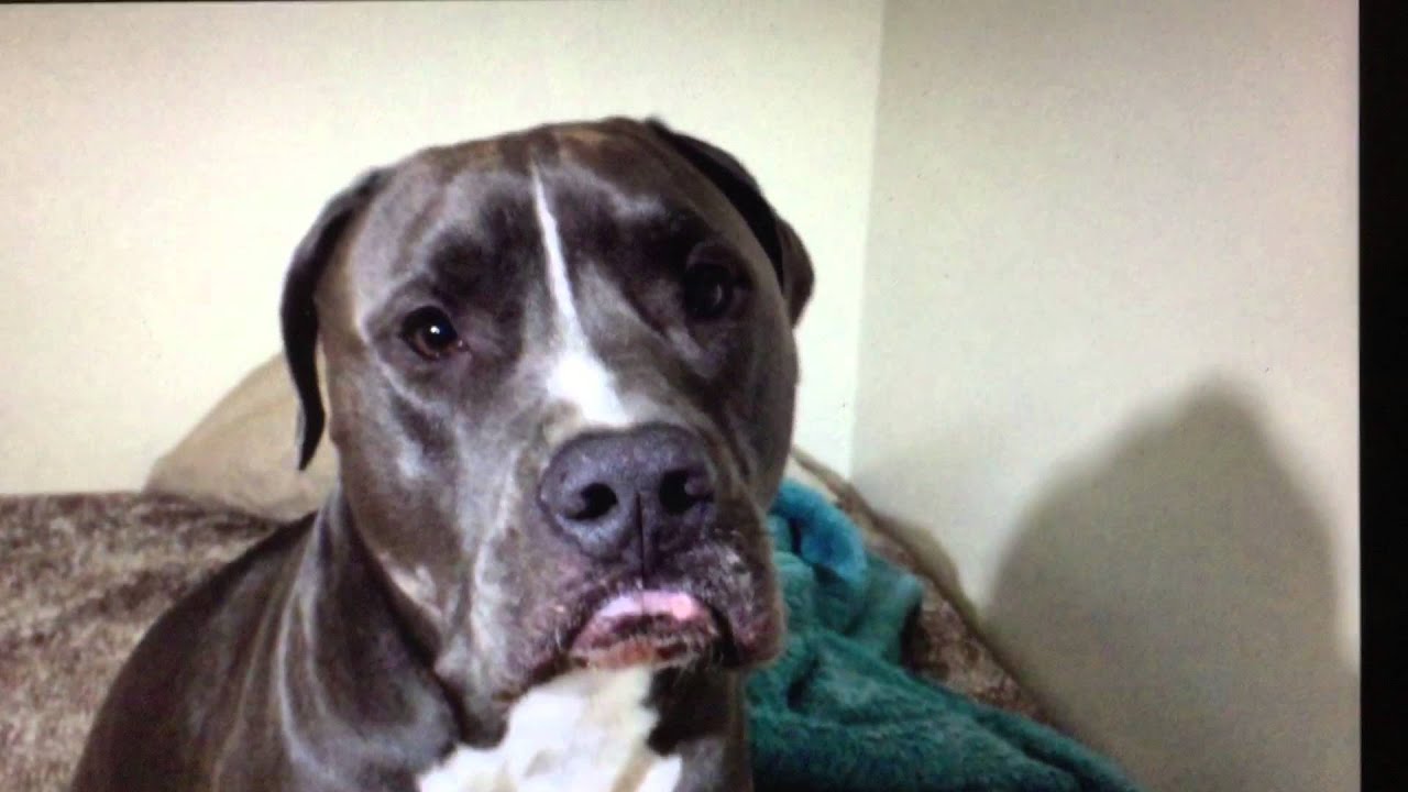 The Pit Files - YouTube