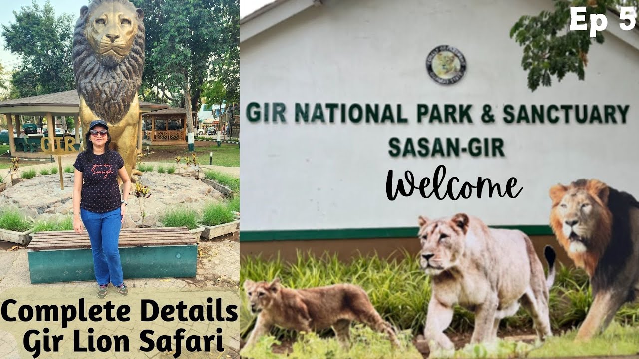 Amazing Gir Jungle Lion Safari | Gir National Park, Gujarat | Complete ...