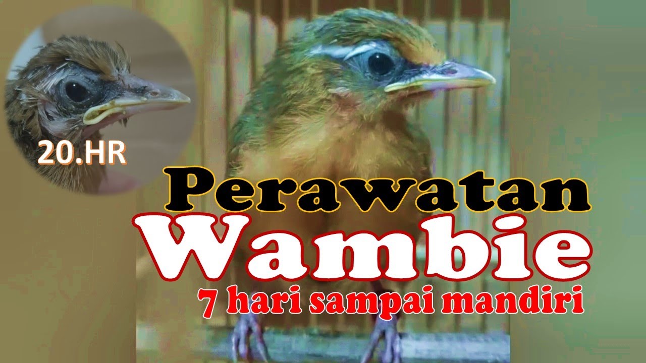 merawat bakalan wambie Hwa mei | Garrulax canorus bird from china - YouTube