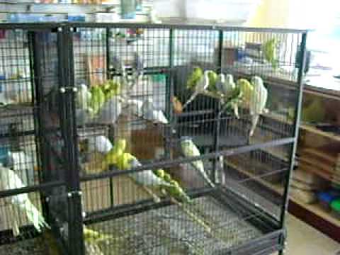 PALOMAS CUBANAS TRAMPAS AHUTOMATICAS - YouTube