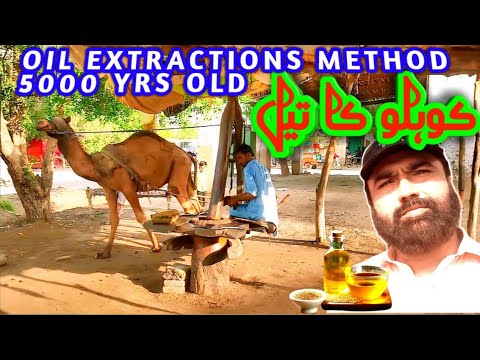 kohlu ka tail / traditional mustard oil making process through camel ...
