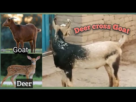 Deer and Goat cross breed | Deer cross Goat | Bari Tadi Bakri #goat # ...