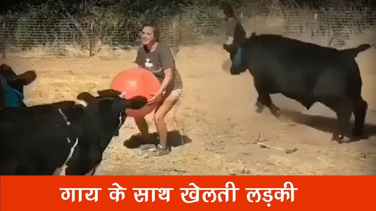Girl Playing with Angry Cows 😲😱 | Watch Viral Video - YouTube