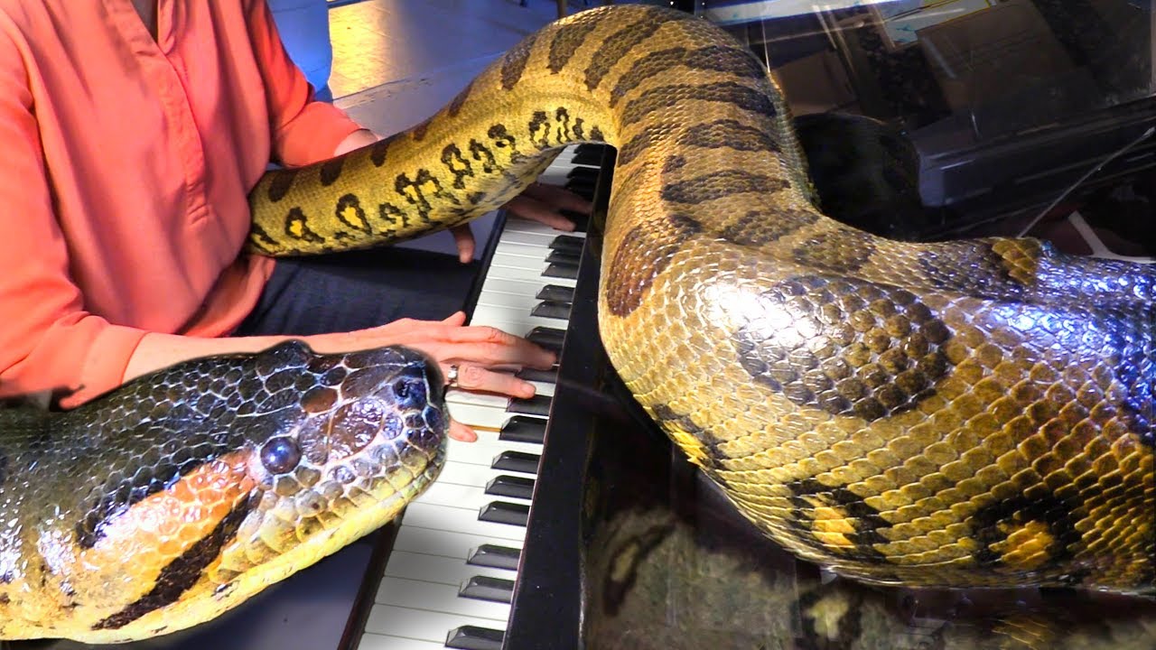 GIANT ANACONDA Wraps around Grand Piano, Listens to Music! - YouTube