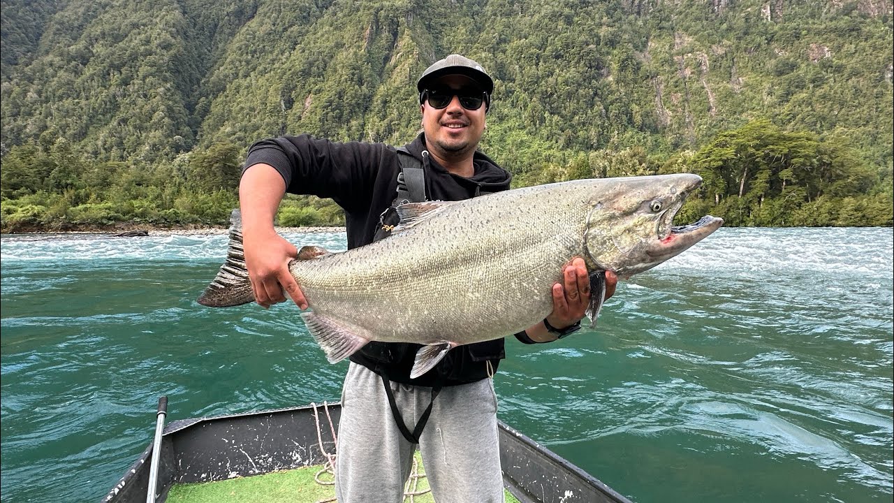 SALMÓN CHINOOK RÍO PUELO CHILE 2023/2024 #chile #fisherman #fishing # ...