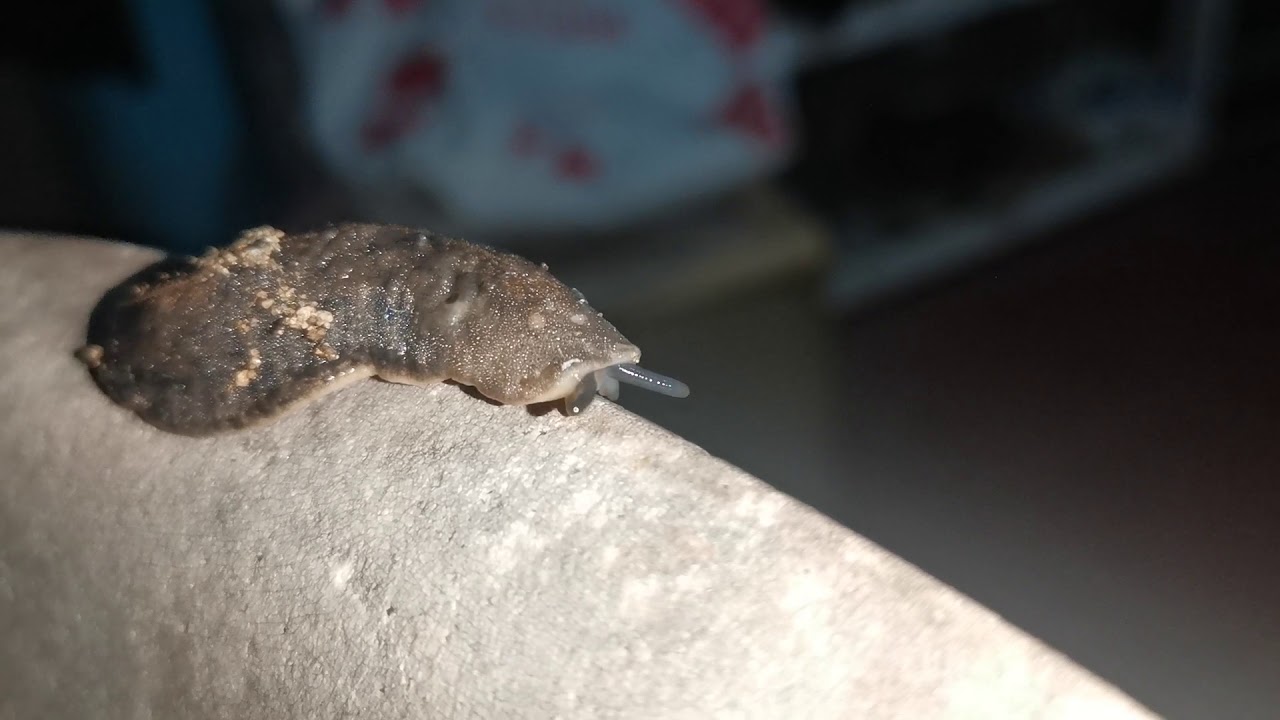 A Leech Snail? Let me know if you know. 🐌🤔 - YouTube