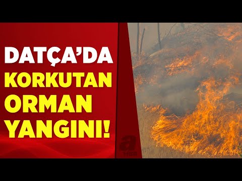 Datça'da ormanda başlayan yangın yerleşim yerlerine ulaşıyor | A Haber