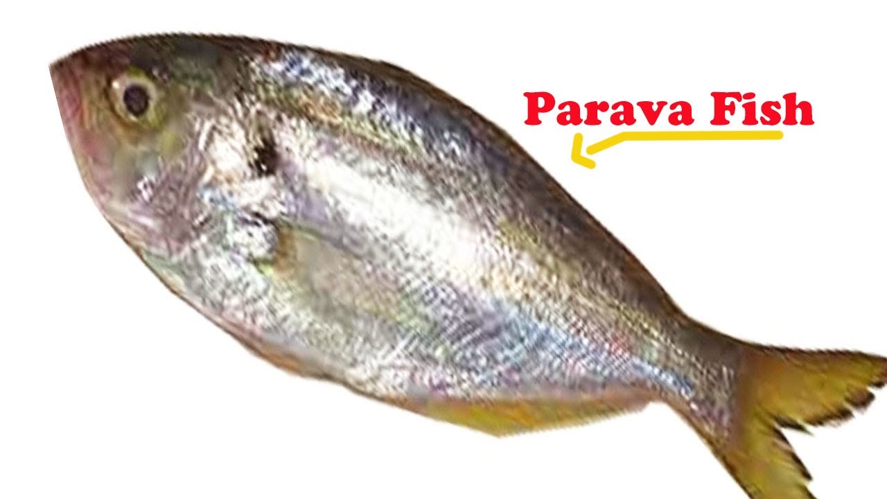 പരവ മീൻ ഇങ്ങനെ ചെയ്‌തു നോക്കൂ | Parava Fish Curry Recipe | Kerala Style ...