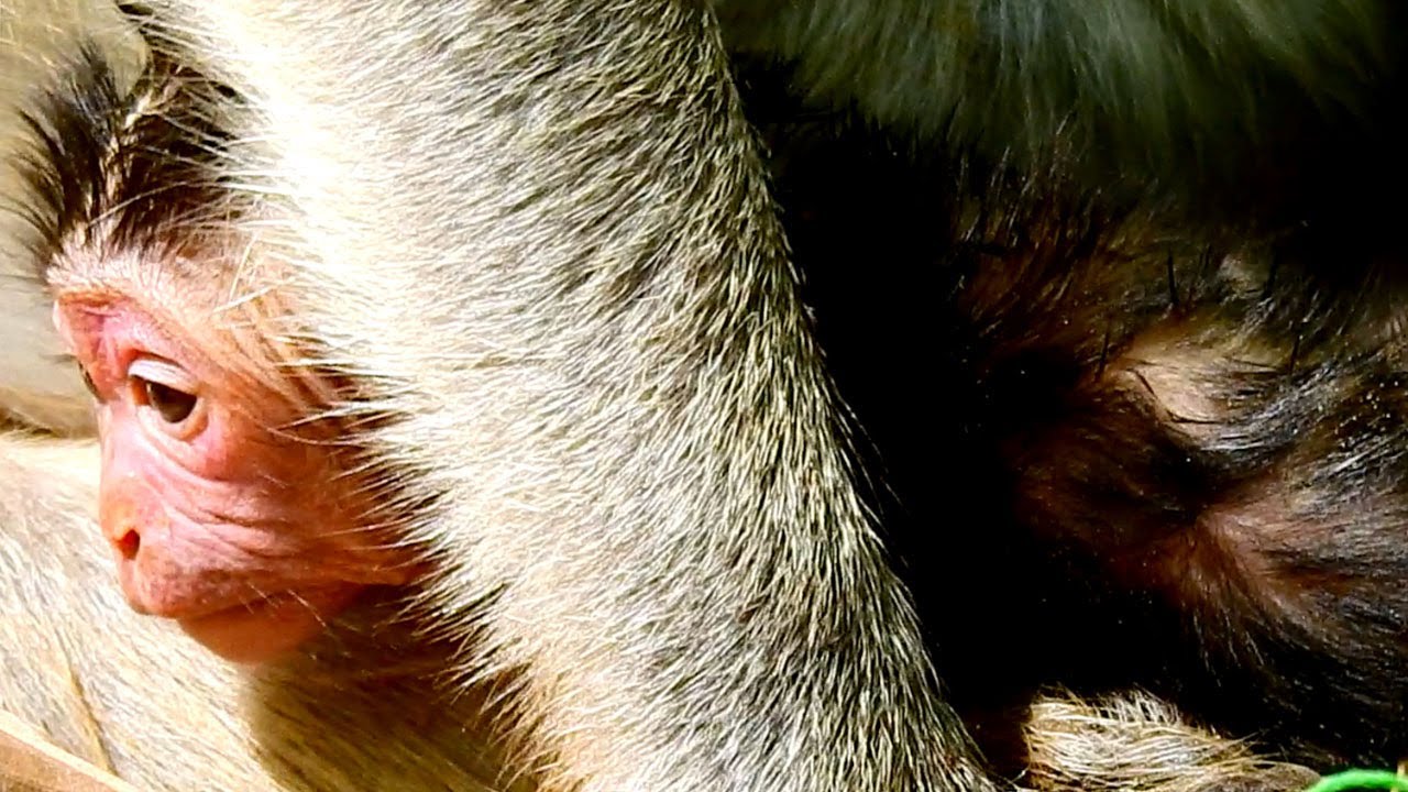 Welcome To New Born Baby Monkey Of Jane On 28th November 2020,Cute ...