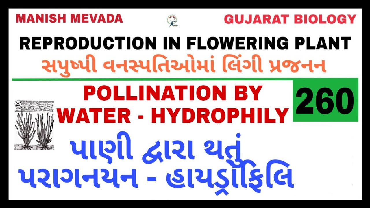 POLLINATION BY WATER - HYDROPHILY || પાણી દ્વારા થતું પરાગનયન ...