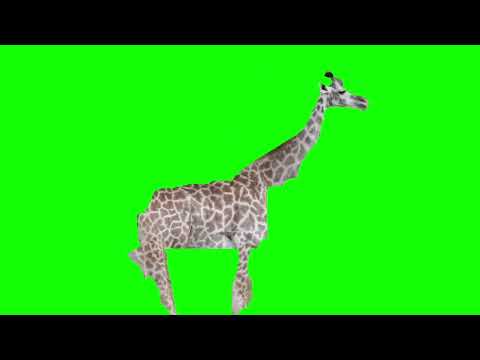 Giraffe Animated GIF Walking Green Screen