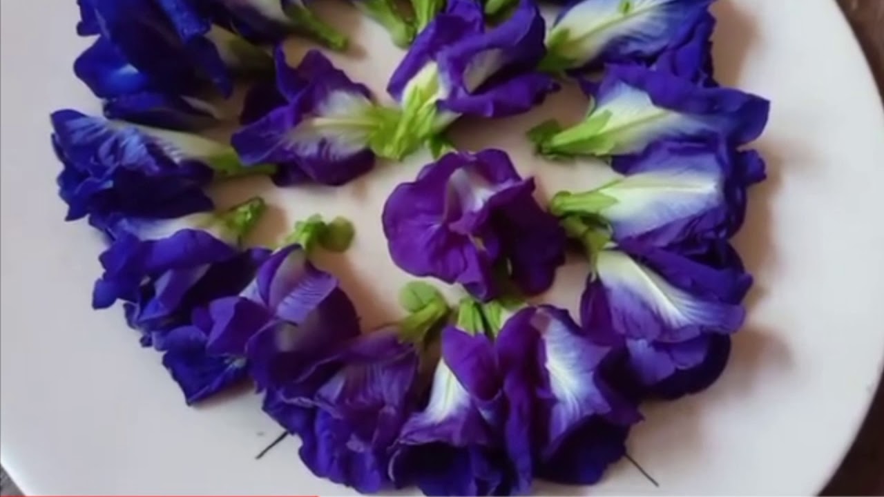BLUE TERNATE is a MIRACLE FLOWER THAT can Heals Sickness? - YouTube
