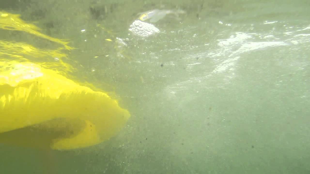 Schlepper SHARK (ODIN von ROBBE) schleppt. - YouTube