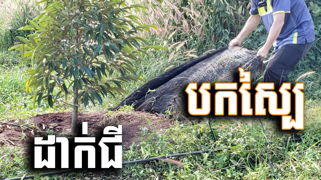 ការបកស្បៃដើម្បីដាក់ជី / How to fertilize durian (December 6, 2020 ...