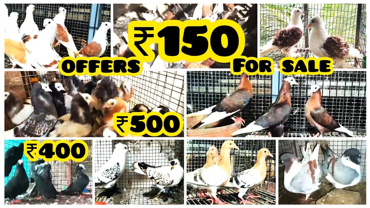 Top Quality Fancy Pigeon Collection And Breeding Pair Sale Fancy ...