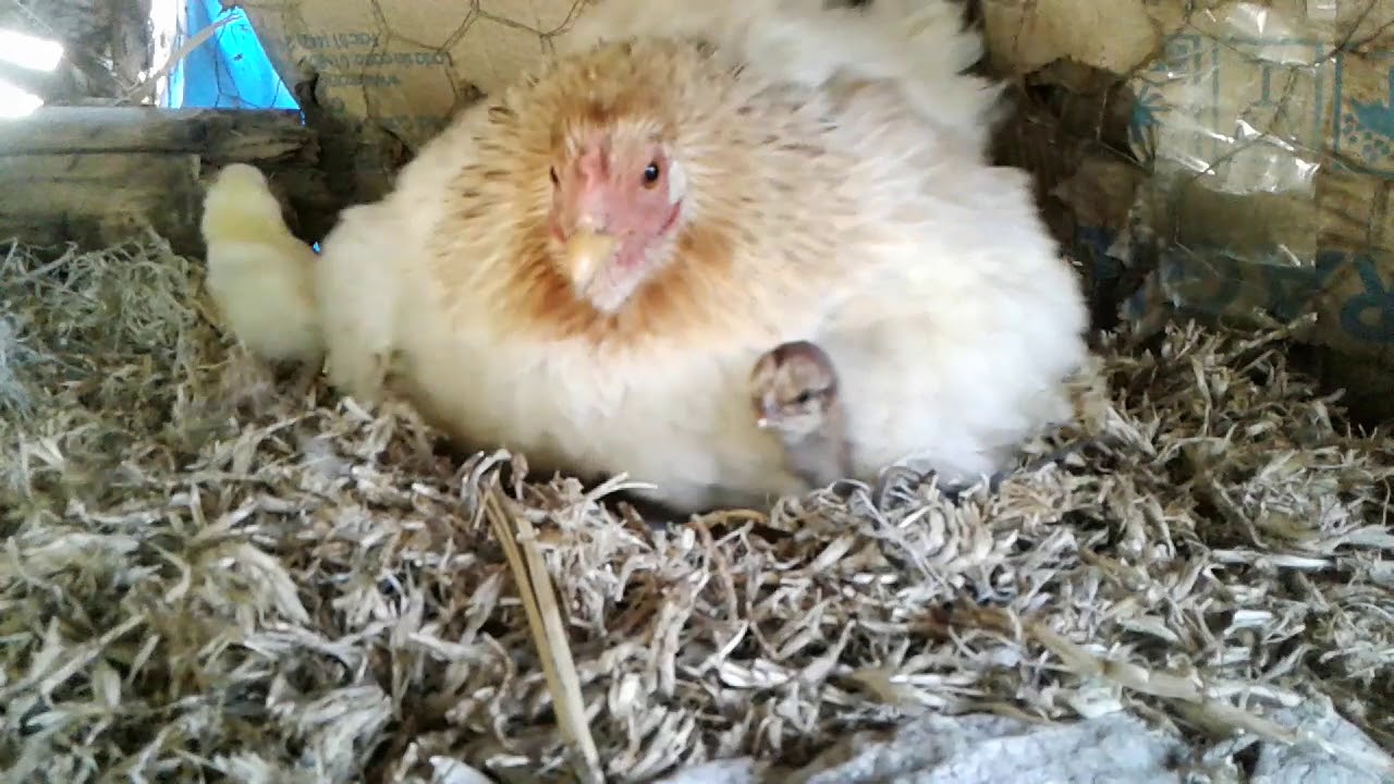 gallina sacando pollitos - YouTube