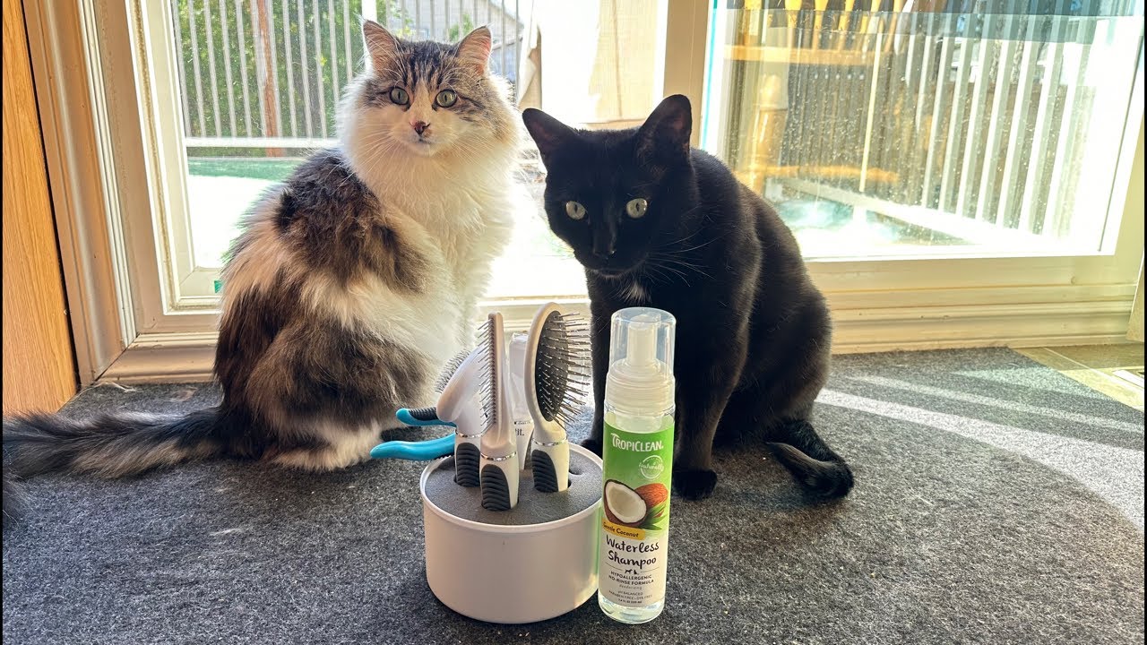 Kitty Spa Day LIVE - YouTube