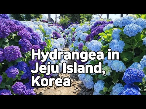 Hydrangea on Jeju Island in Korea @hikorea88 - YouTube