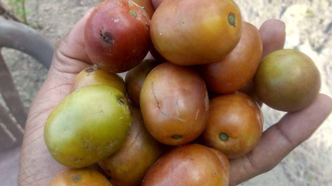 CONHEÇA A SIRIGUELA - YouTube