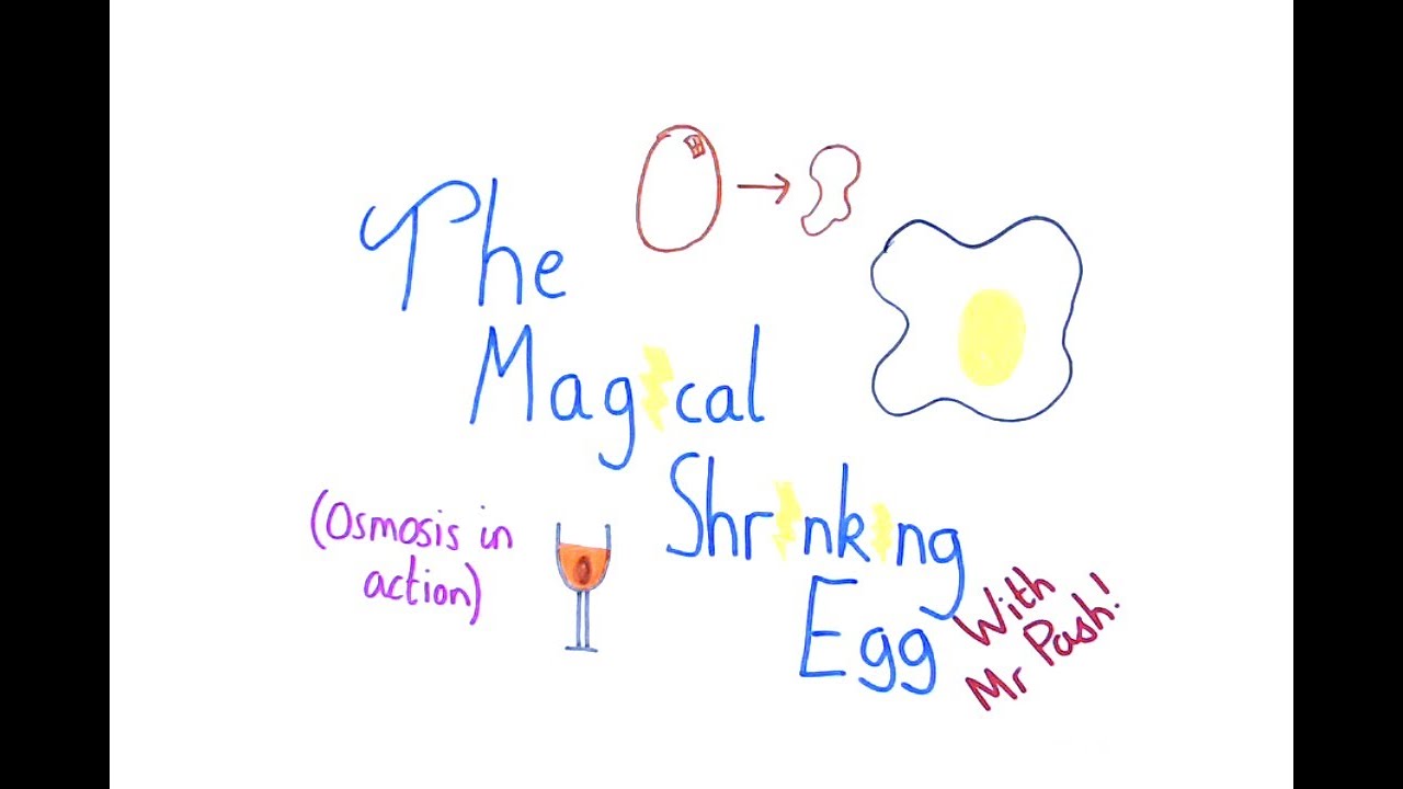 Experiments at Home! Magical Shrinking Shell-less Egg (Osmosis) - YouTube