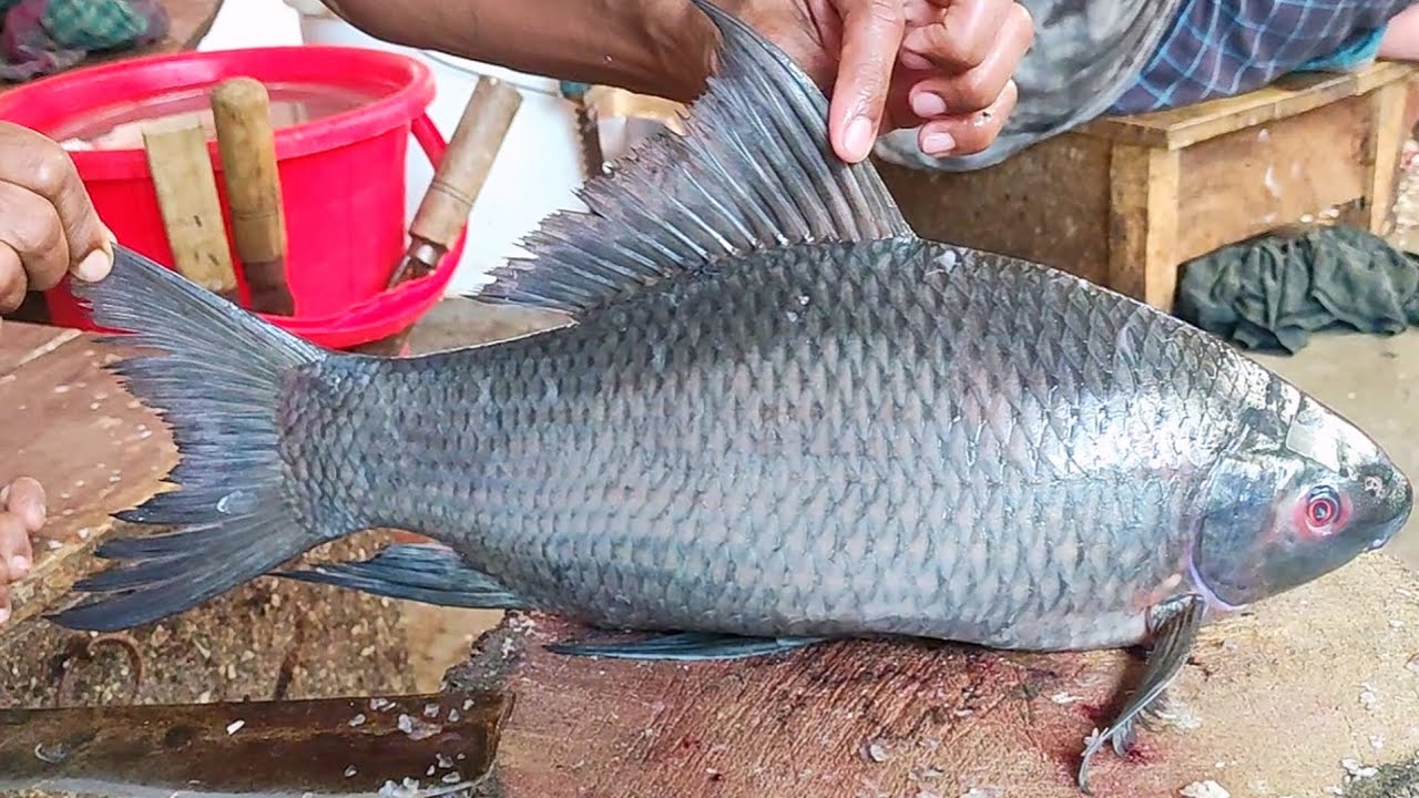 Amazing Kali Baush Fish Cutting Skills Live In BD Fish Market | Fish ...