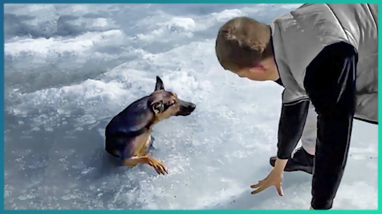 Animals That Asked People for Help & Kindness | Faith in Humanity ...