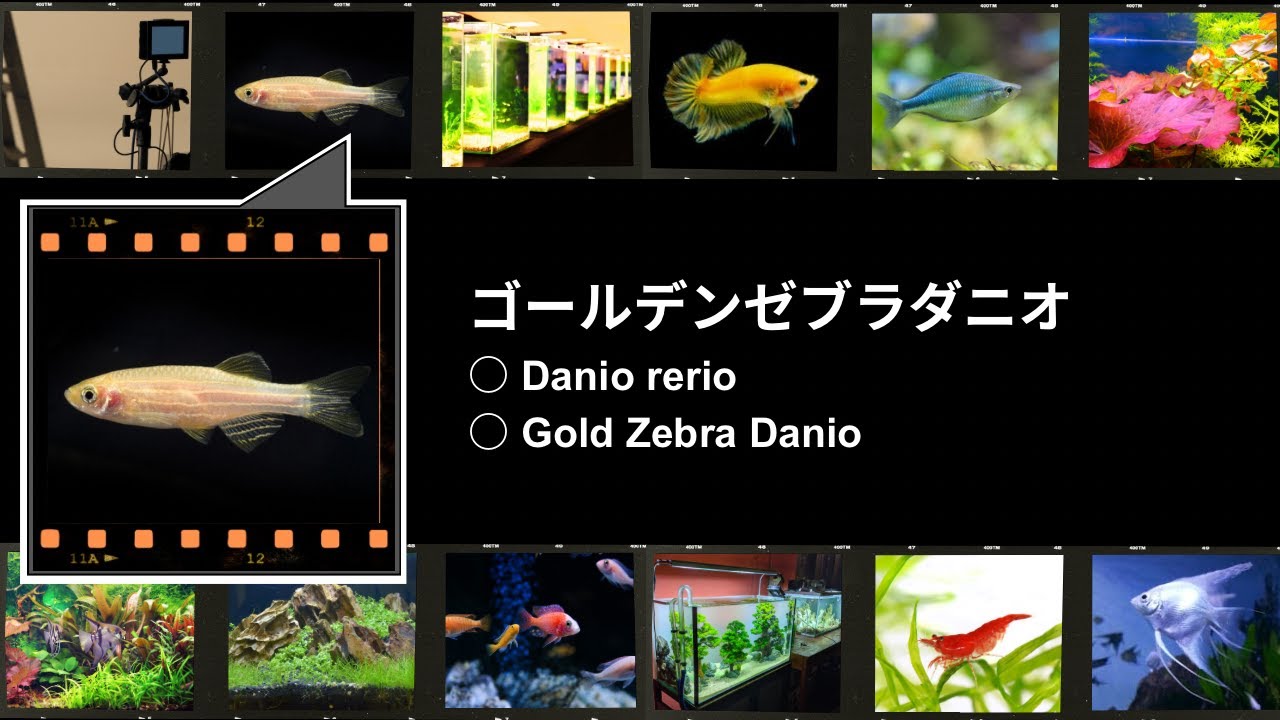 ゴールデンゼブラダニオ 〇Danio rerio 〇Golden Zebra Danio - YouTube